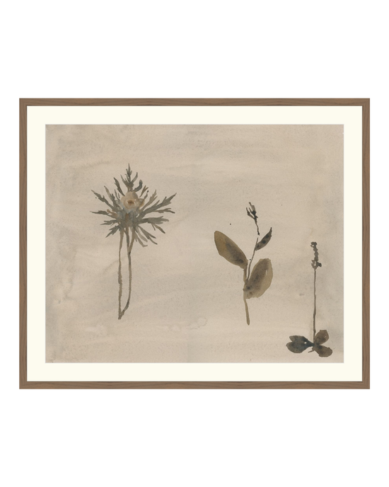 Botanical Thoughts IV – Splendus