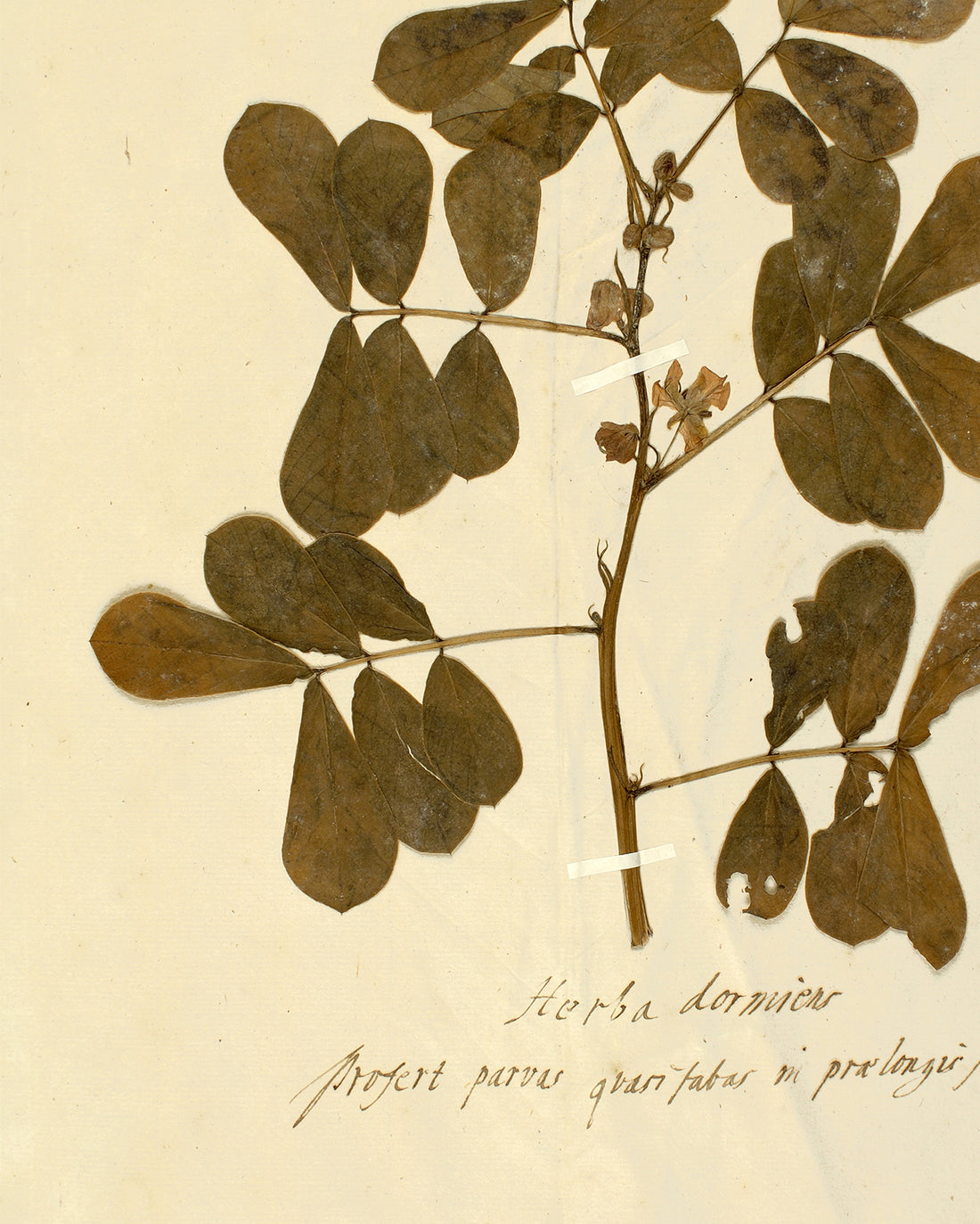 Herbarium XII – Splendus