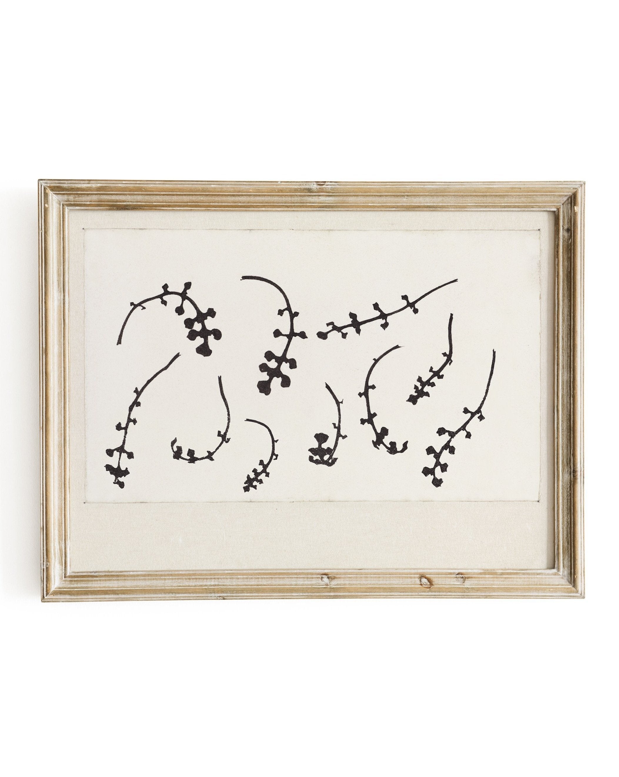 Leaves Study – Splendus