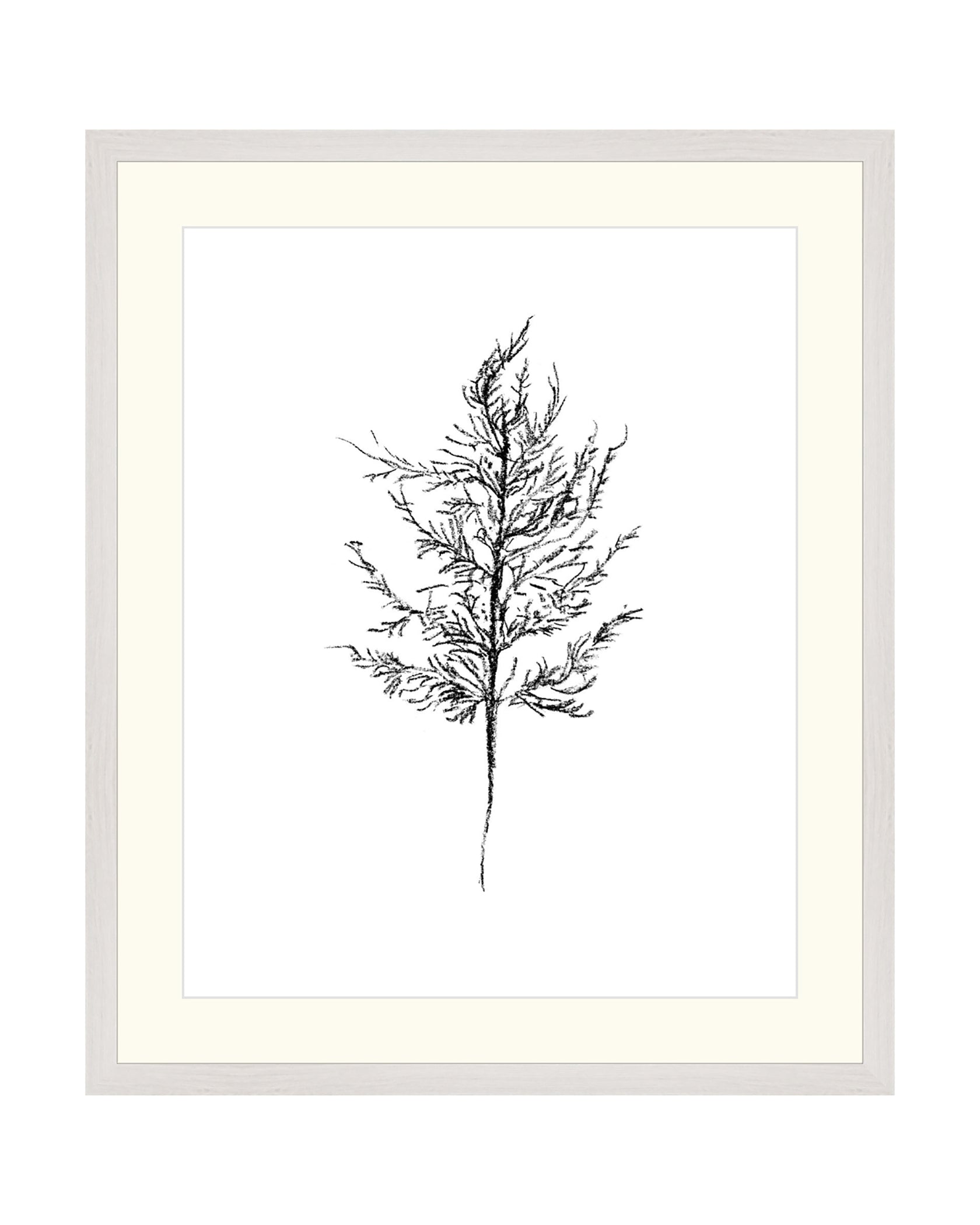 Berry Stem – Splendus