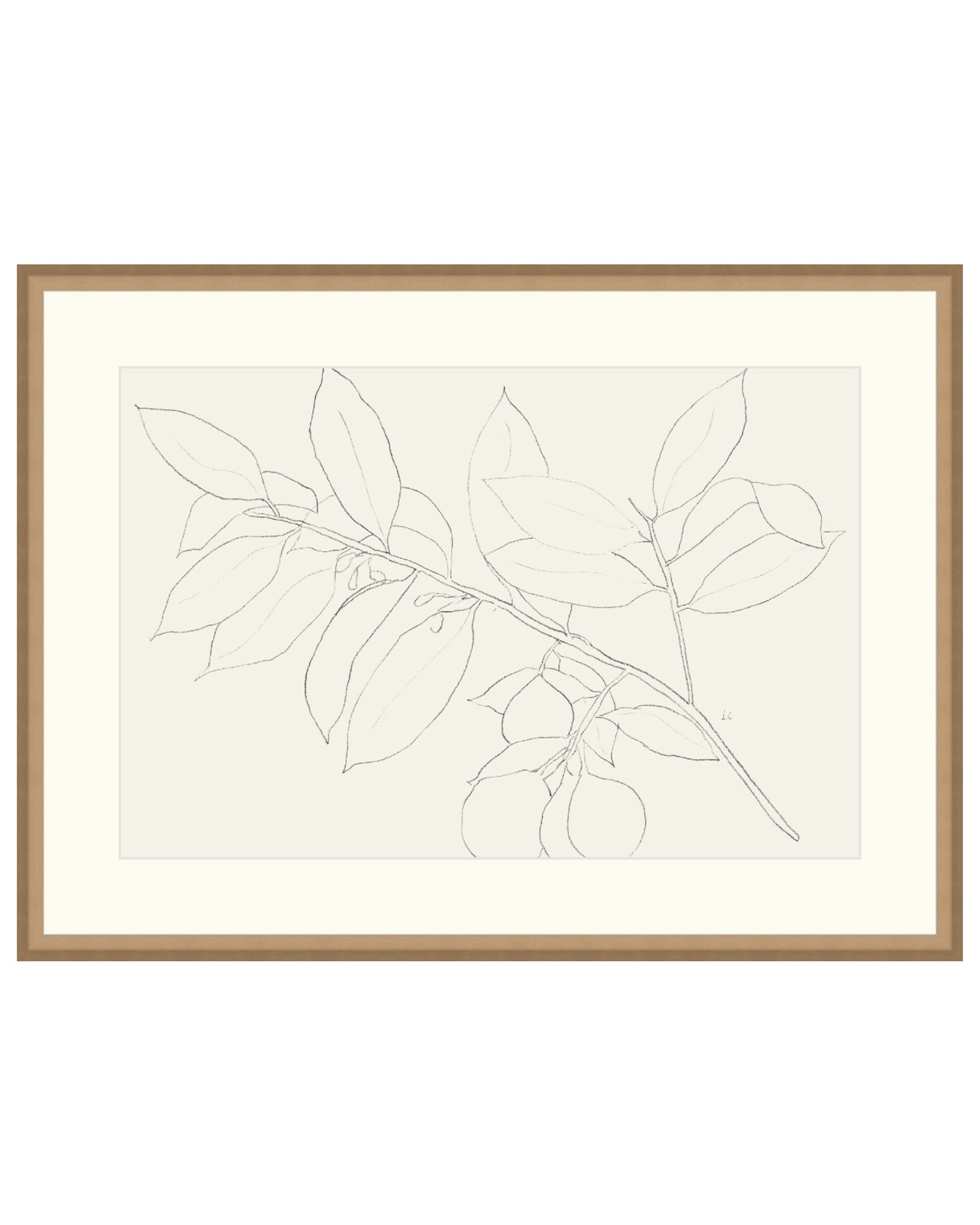 Lemon Branch Drawing – Splendus
