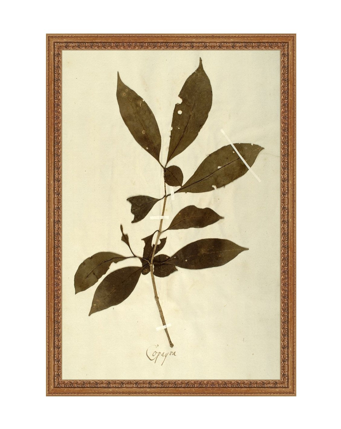 Herbarium III – Splendus