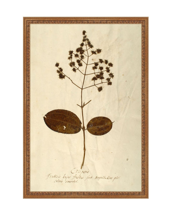 Herbarium V – Splendus