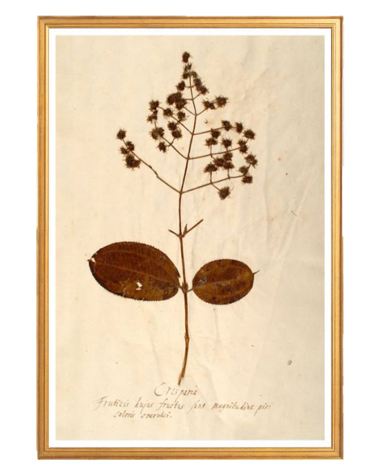 Herbarium V – Splendus