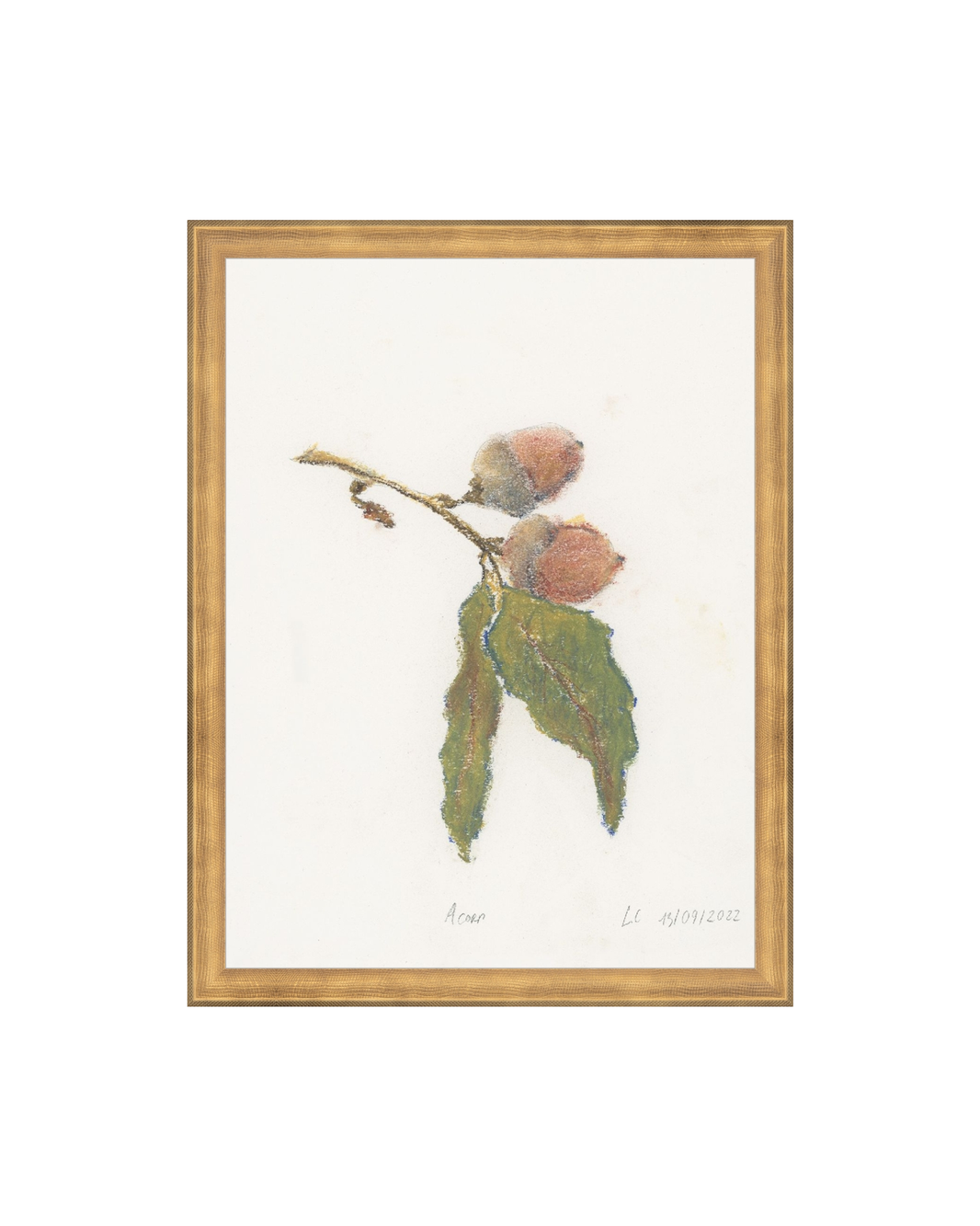 Drawings – Splendus