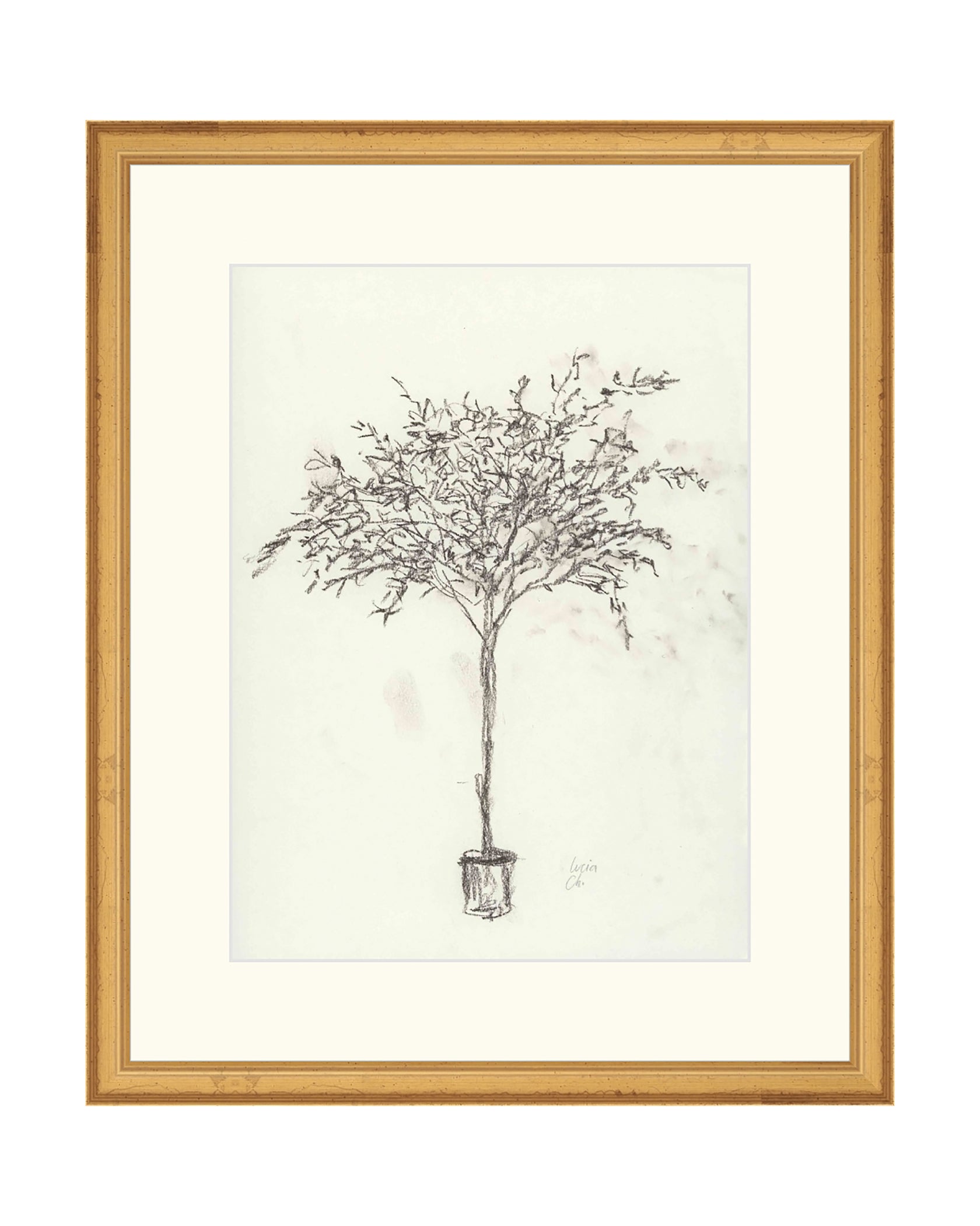 Olive Tree Sketch II – Splendus