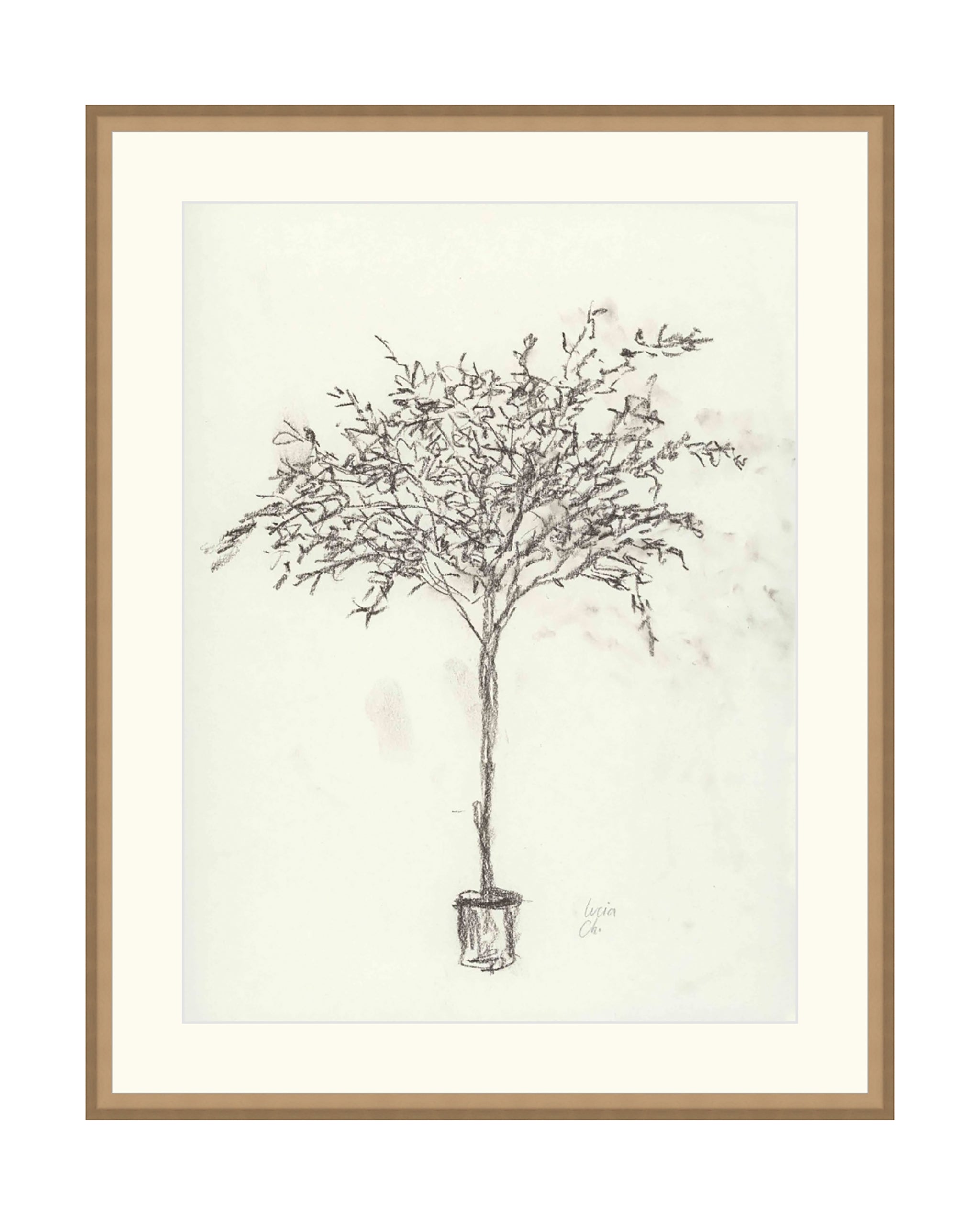 Olive Tree Sketch II – Splendus