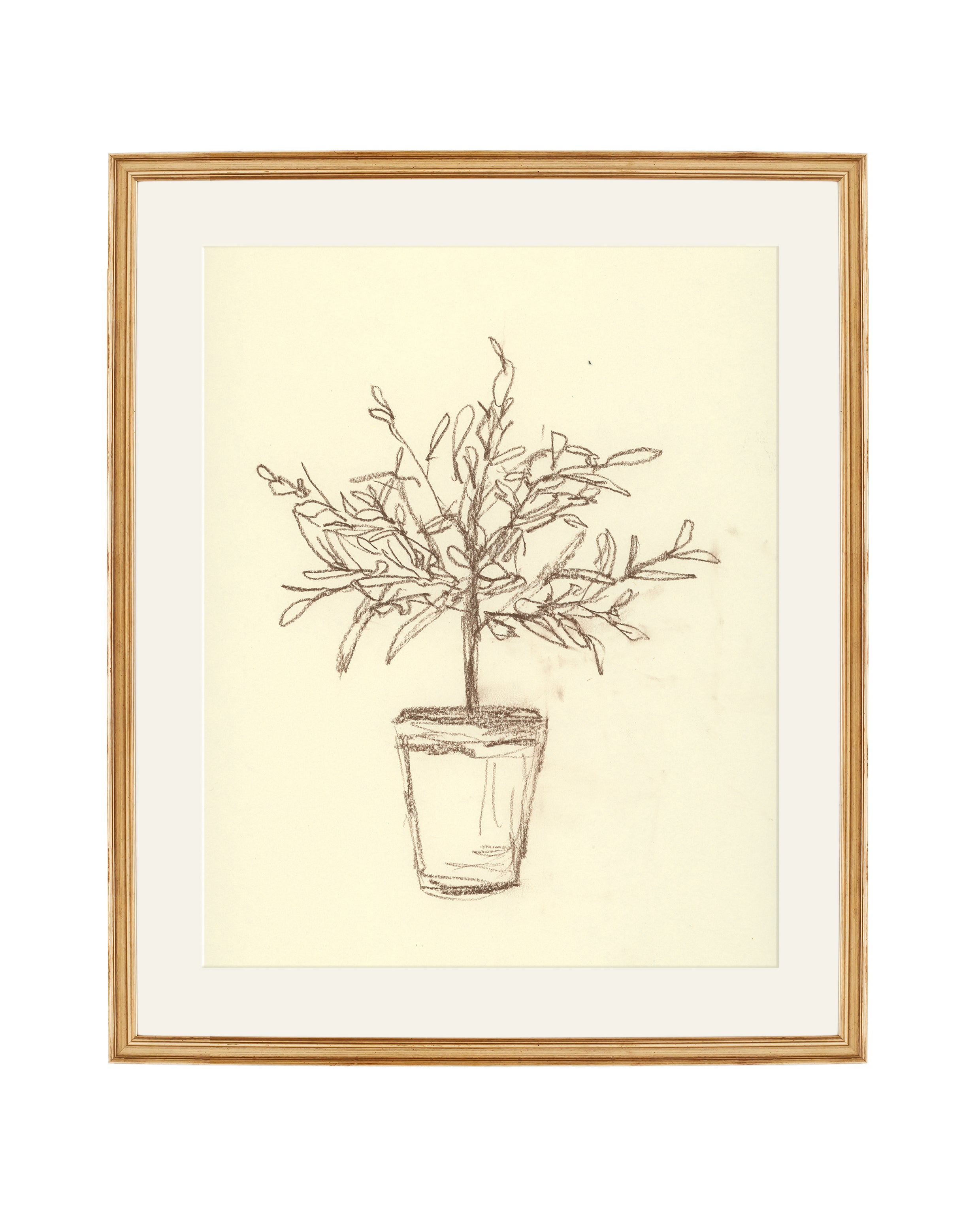 Olive Tree Sketch – Splendus