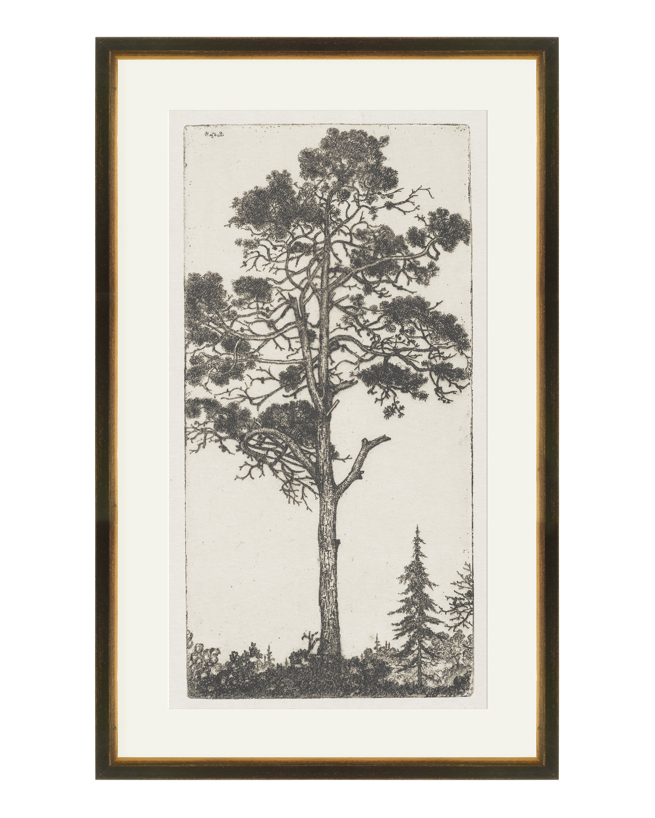 Trees Etching 1 – Splendus