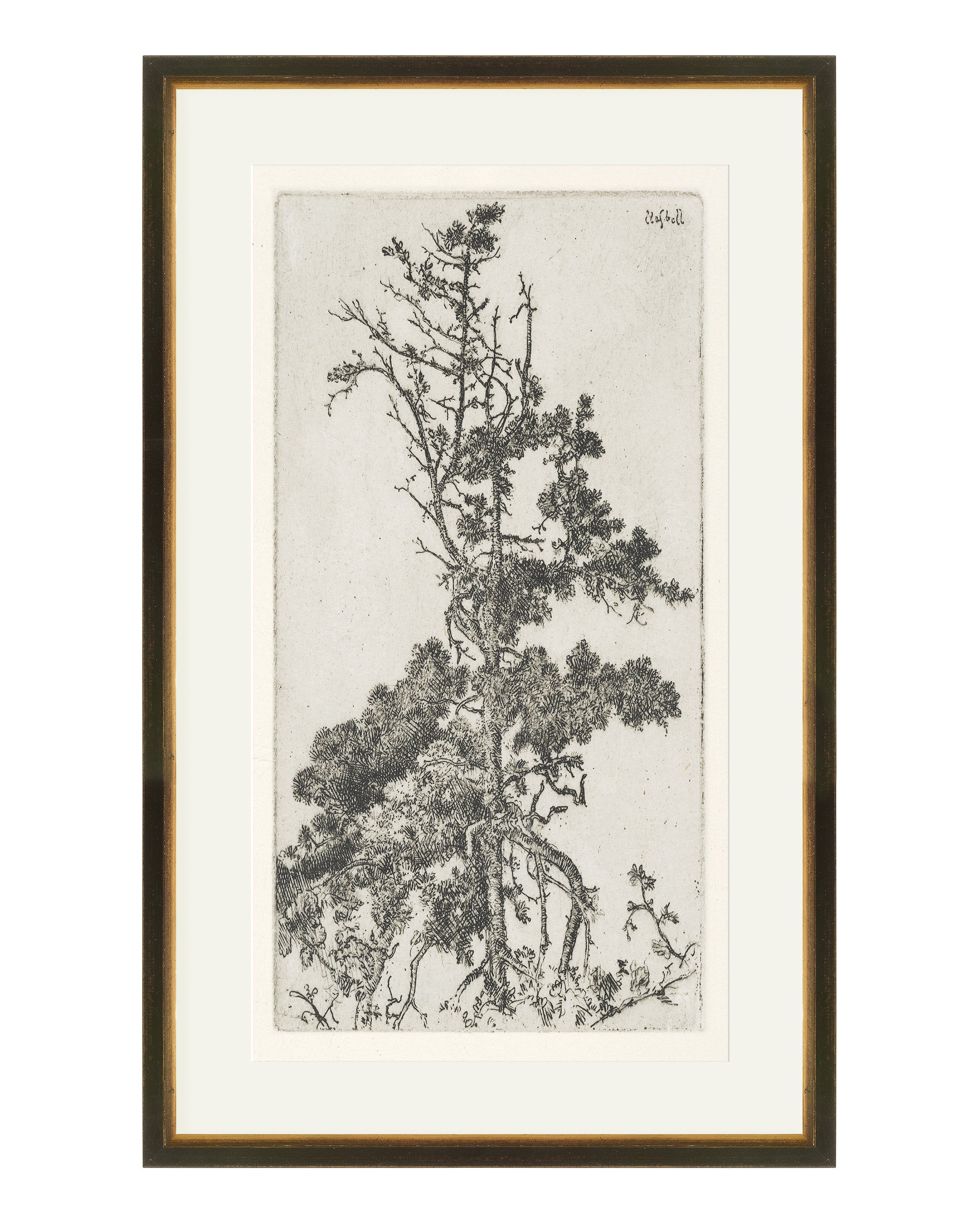 Trees Etching 4 – Splendus