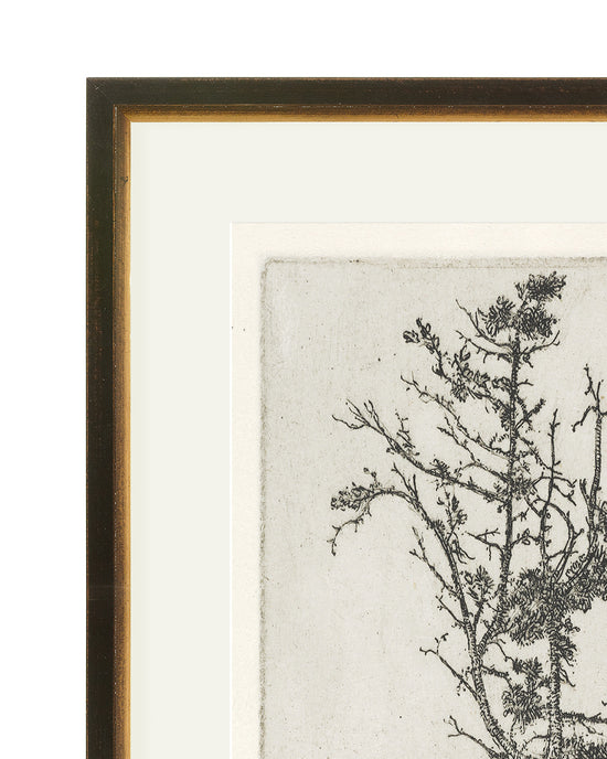 Trees Etching 4 – Splendus