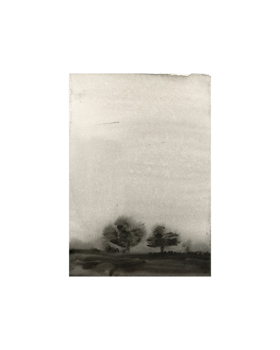 Trees In The Mist – Splendus