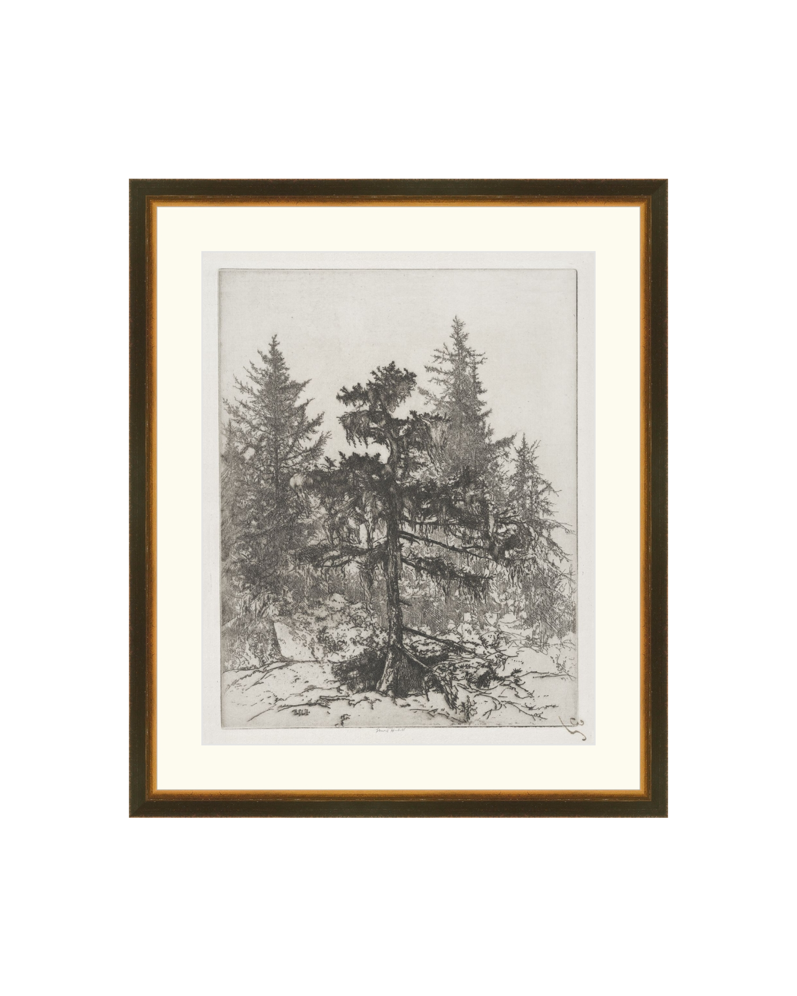 Pine Etching – Splendus