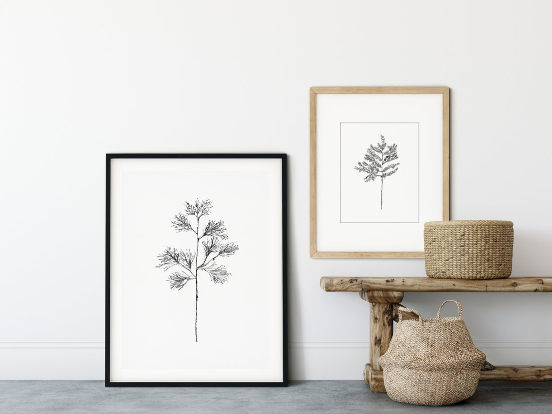 Hemlock Stem – Splendus